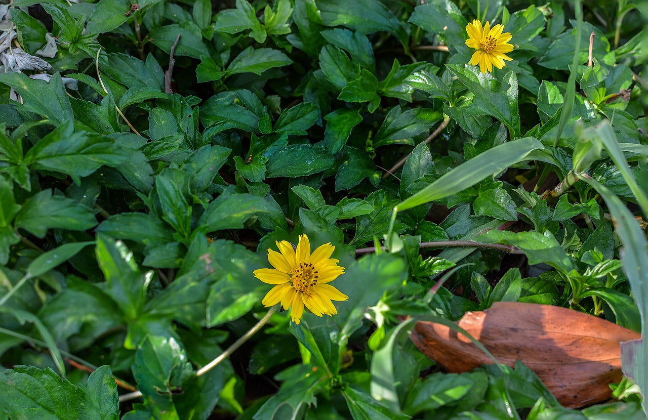 Singapore Daisy, Sphagneticola trilobata - Greenway Weed Solutions