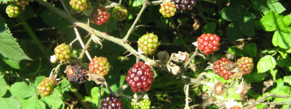 Blackberry, Rubus fruticosus - Greenway Weed Solutions