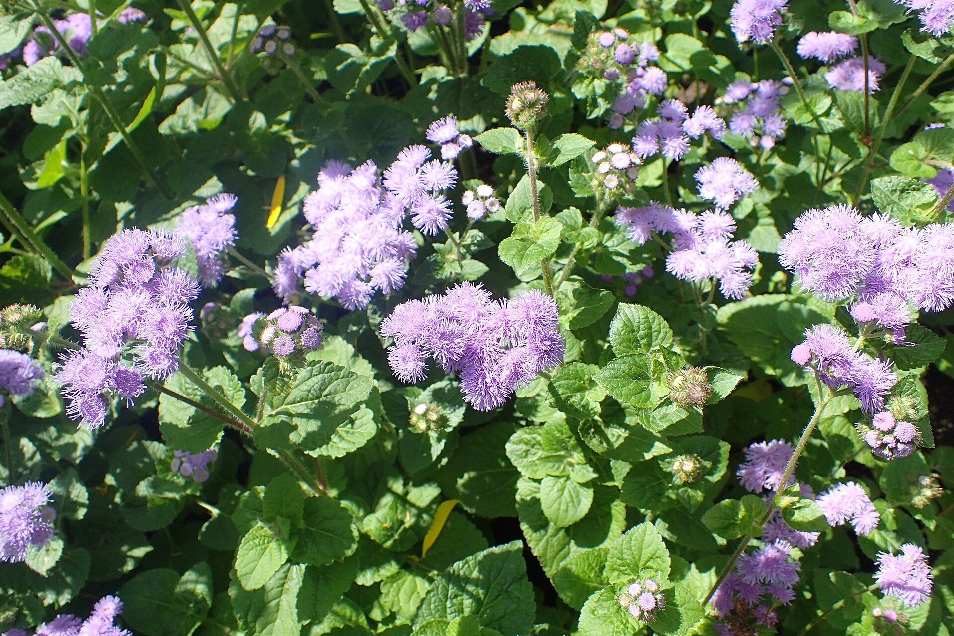 Blue Billygoat, Ageratum houstonianum - Greenway Weed Solutions