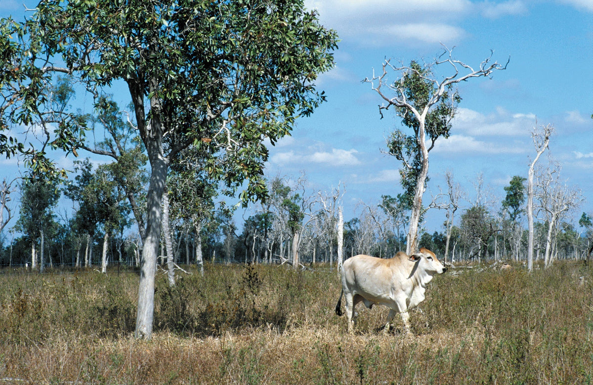 Envu Method 240SL 10L - Aminocyclopyrachlor