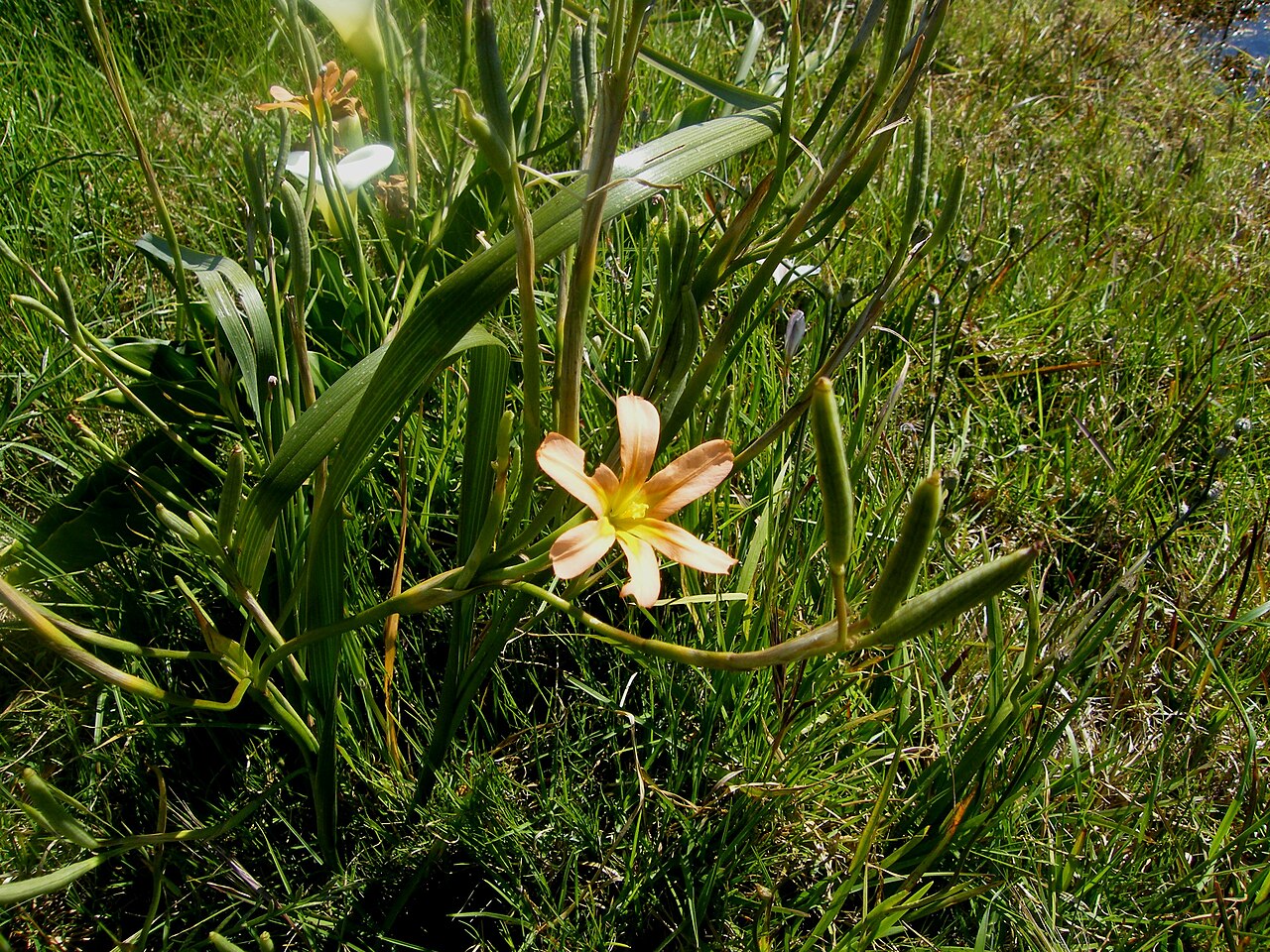 Cape Tulip, Moraea flaccida / Moraea miniata - Greenway Weed Solutions
