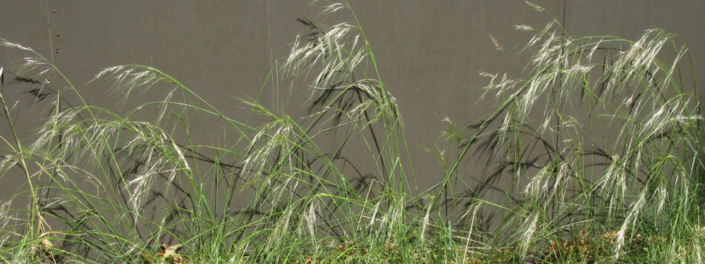 Chilean needlegrass