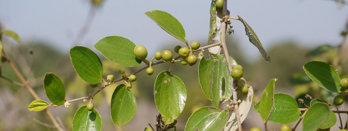 Chinee Apple, Ziziphus mauritiana - Greenway Weed Solutions