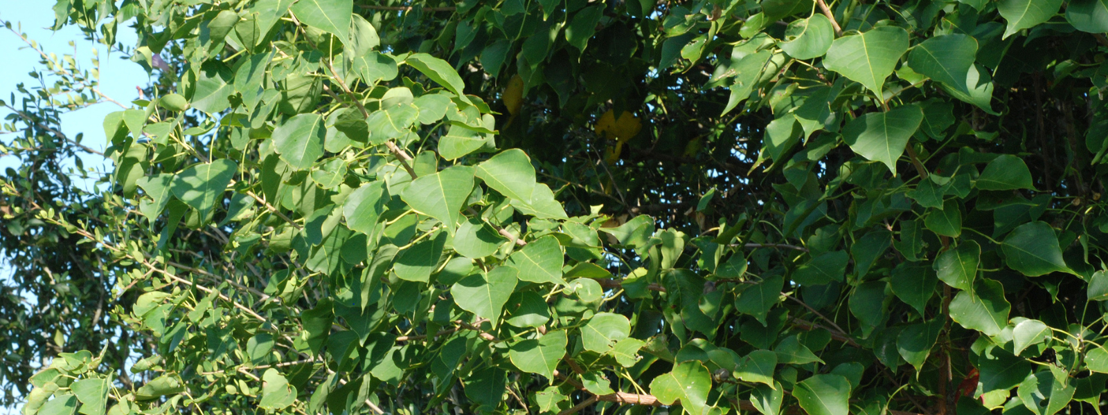 Chinese Tallow Tree, Triadica sebifera - Greenway Weed Solutions