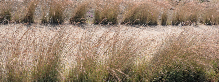 Coolatai Grass