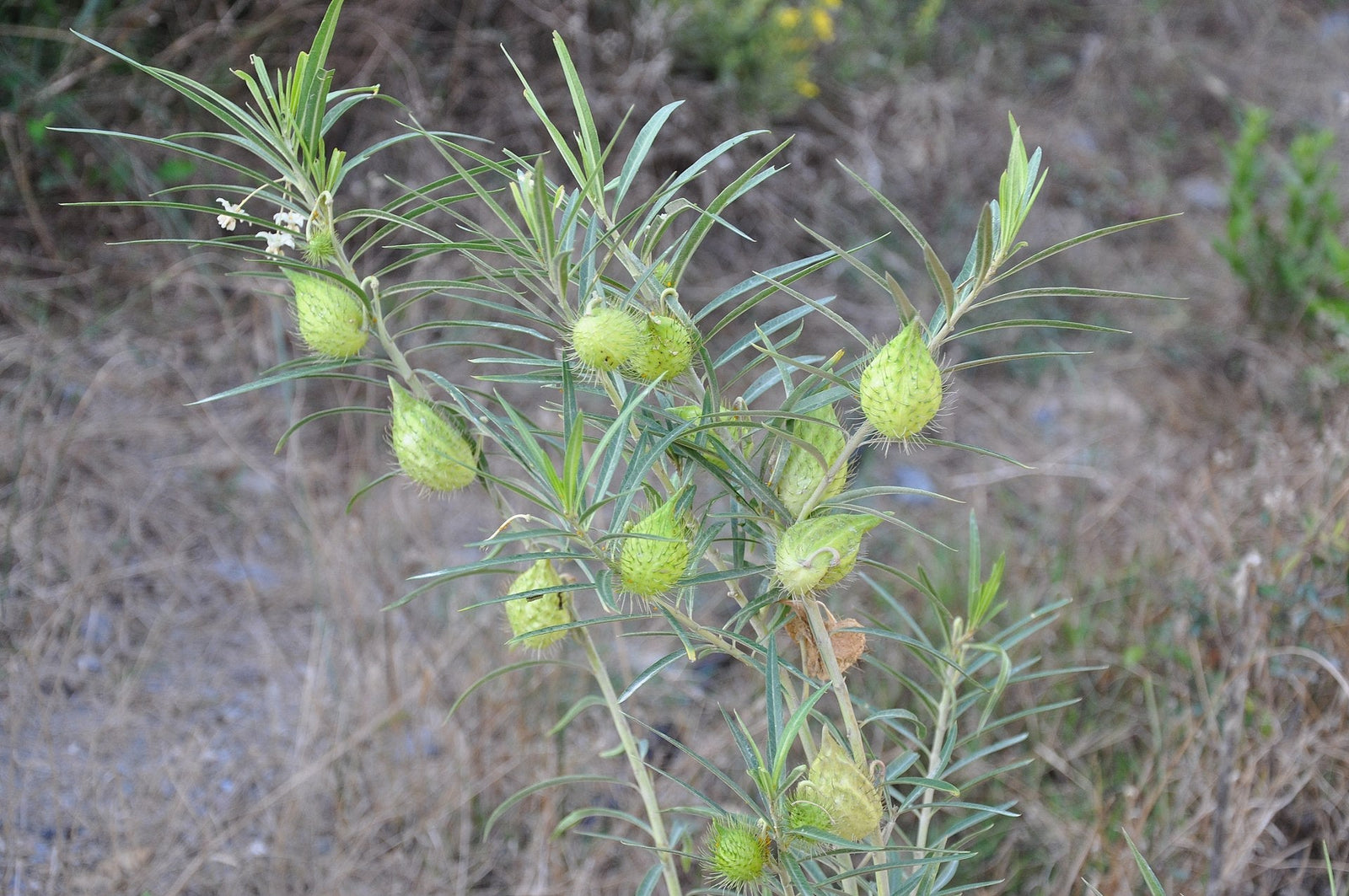 Cotton Bush, Gomphocarpus fruticosus - Greenway Weed Solutions