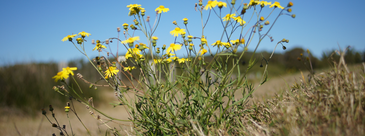 Fireweed, Senecio madagascariensis - Greenway Weed Solutions