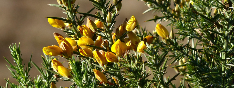 Gorse, Ulex europaeus - Greenway Weed Solutions