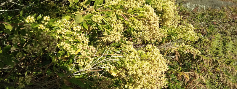 Groundsel Bush, Baccharis halimifolia - Greenway Weed Solutions