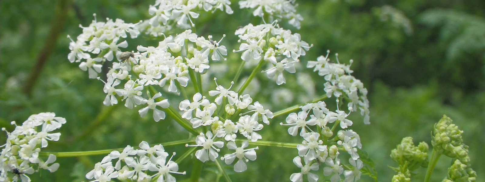 Hemlock, Conium maculatum - Greenway Weed Solutions