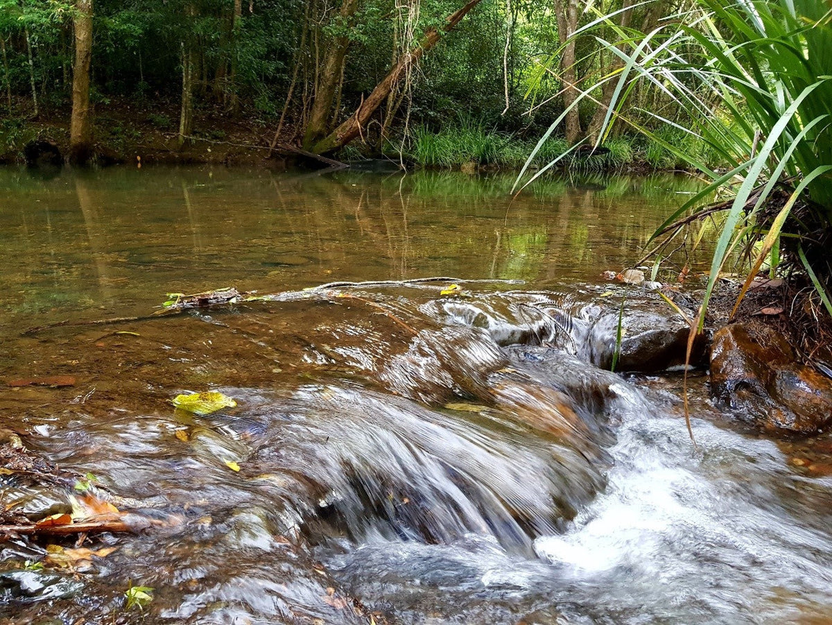 Starane Advanced Herbicide Fluroxypyr - Greenway Weed Solutions