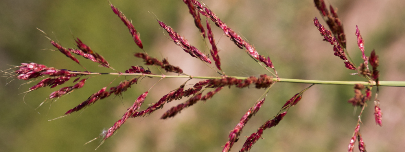 Johnson Grass, Sorghum halepense - Greenway Weed Solutions