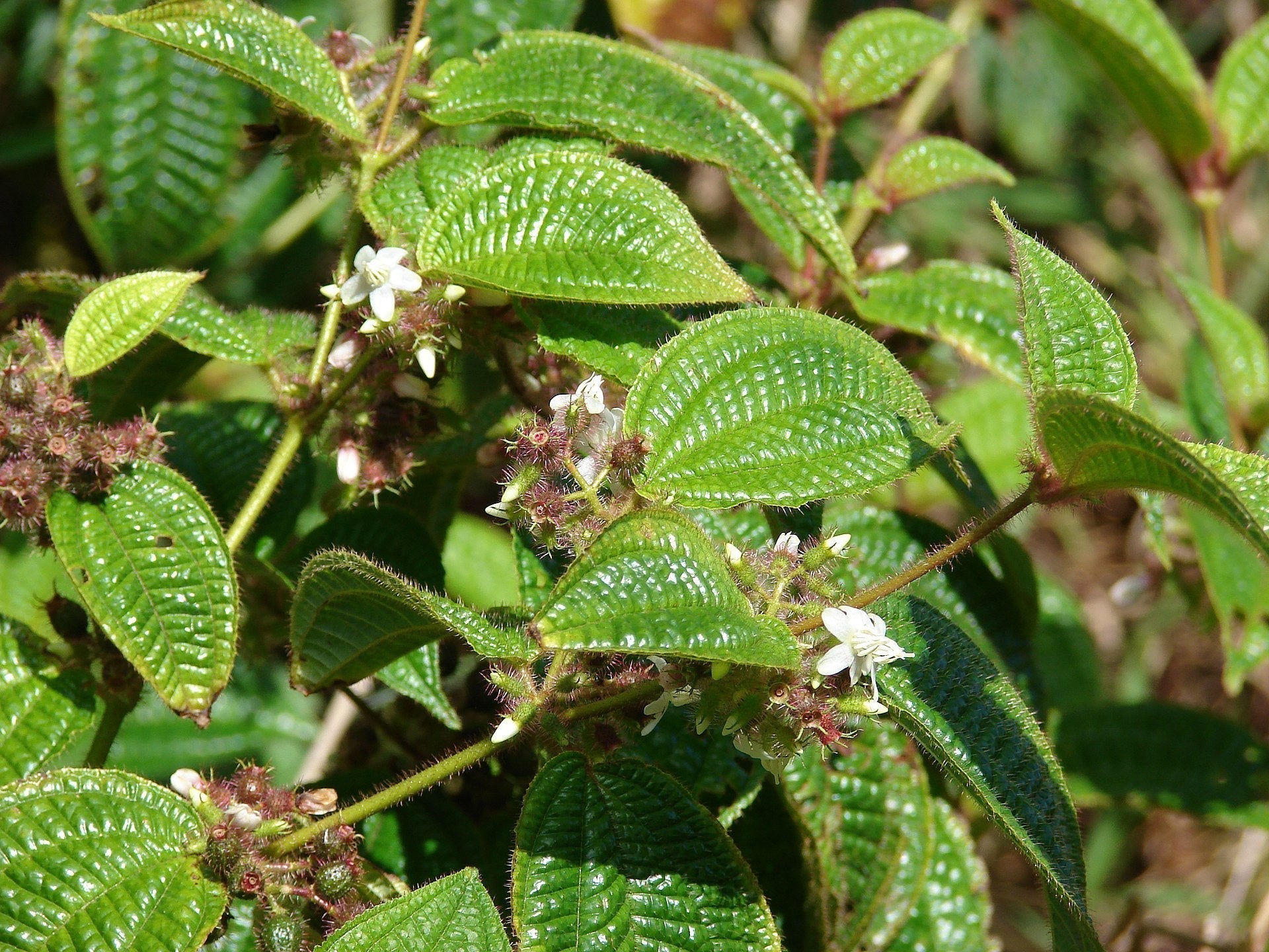 Koster's Curse, Clidemia hirta - Greenway Weed Solutions