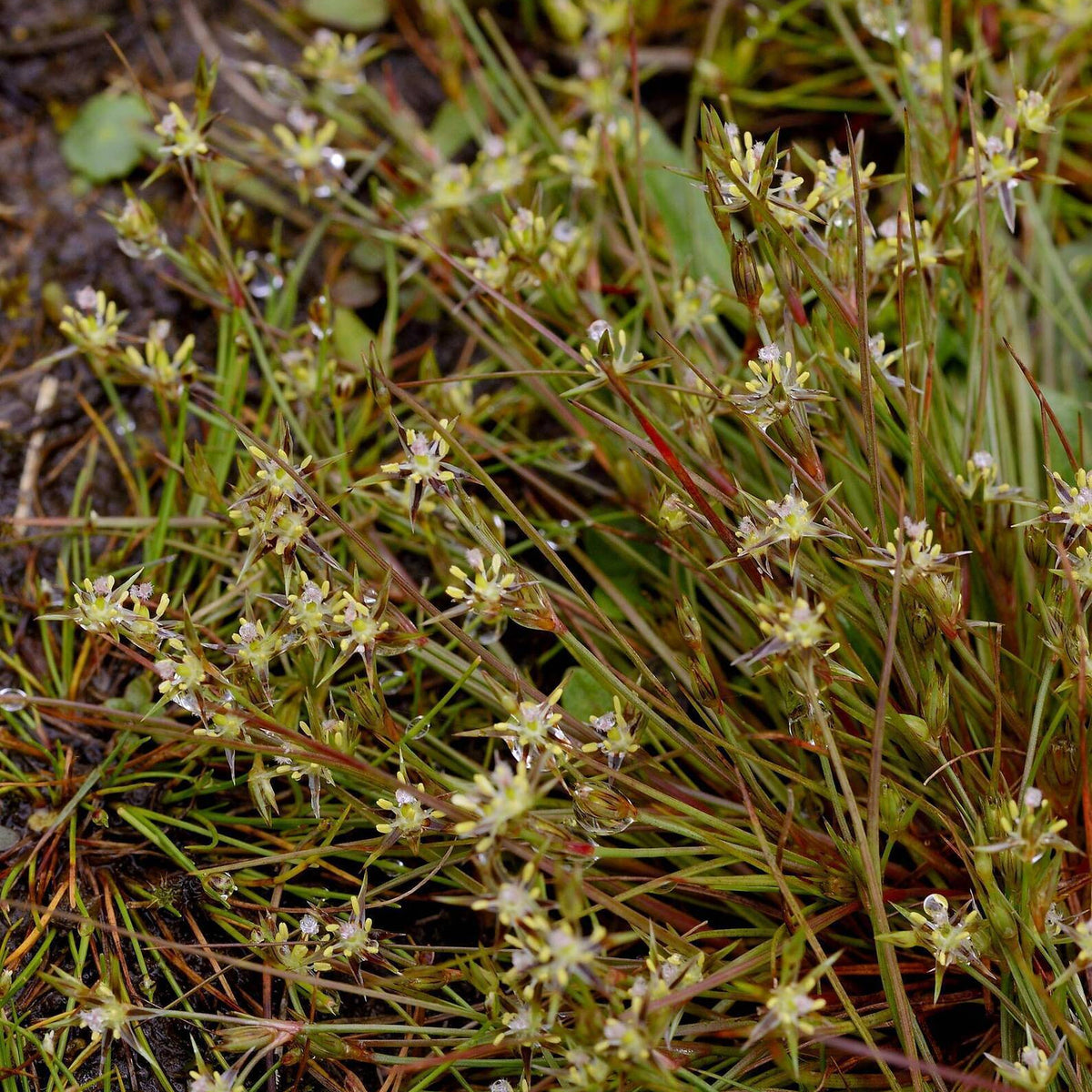 juncus bufonius var bufonius