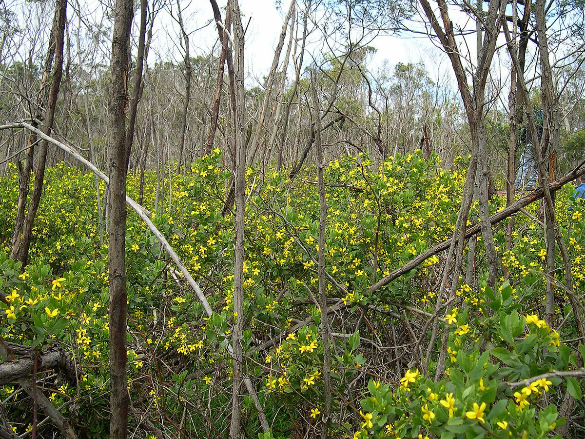 Managing Invasive Weed Species: Prevention and Control Efforts