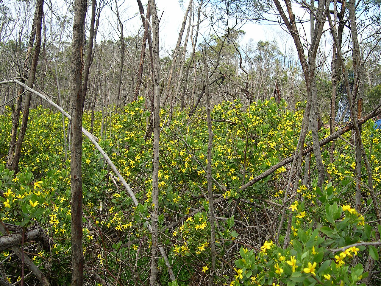 Managing Invasive Weed Species: Prevention and Control Efforts