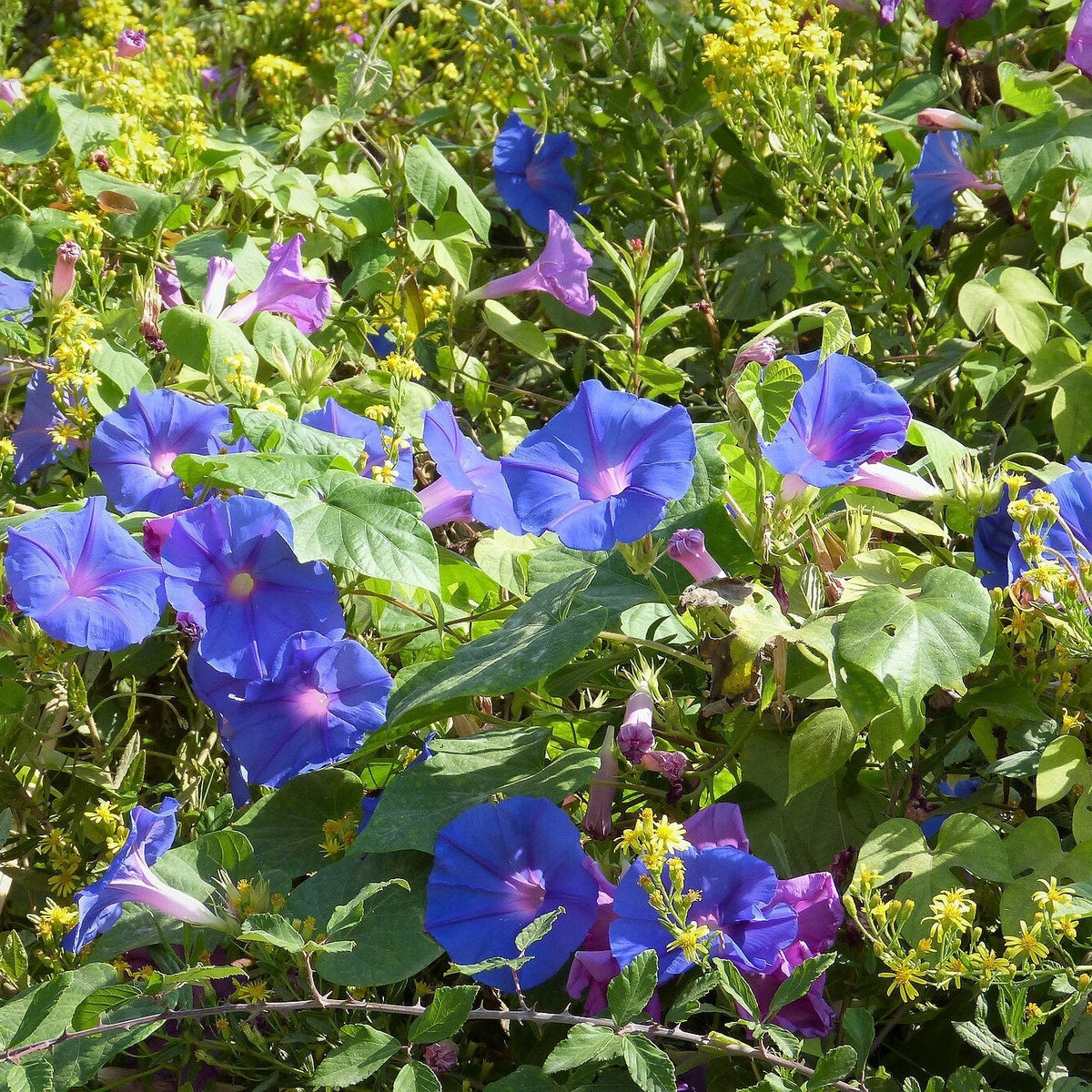ipomoea indica