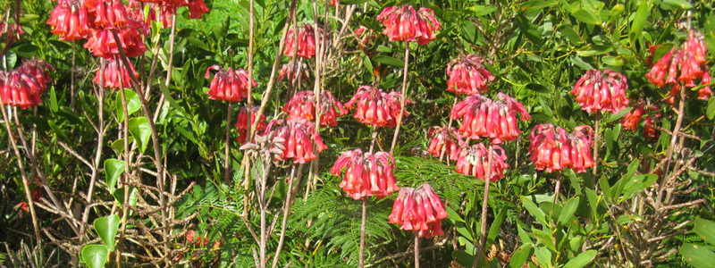 Mother-of-Millions, Bryophyllum delagoense - Greenway Weed Solutions