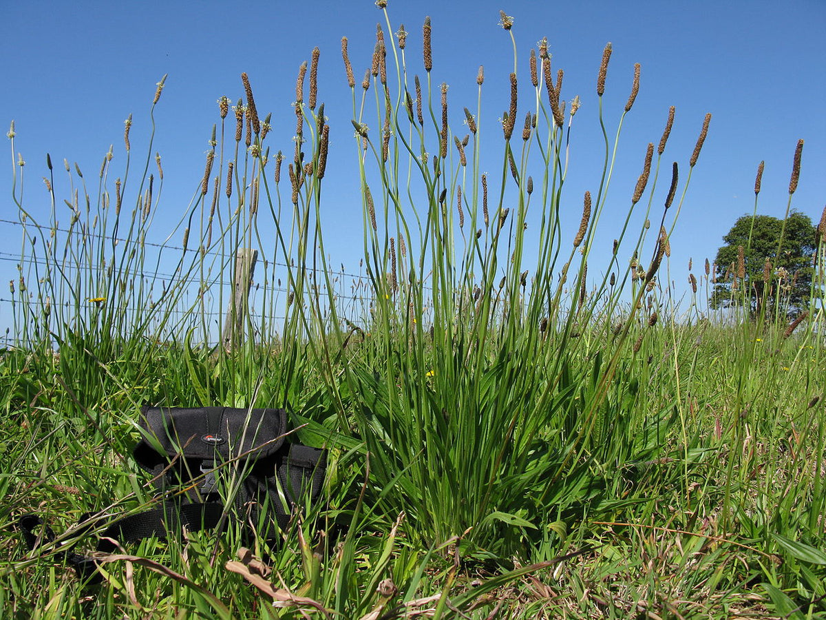 Envu Method 240SL 10L - Aminocyclopyrachlor