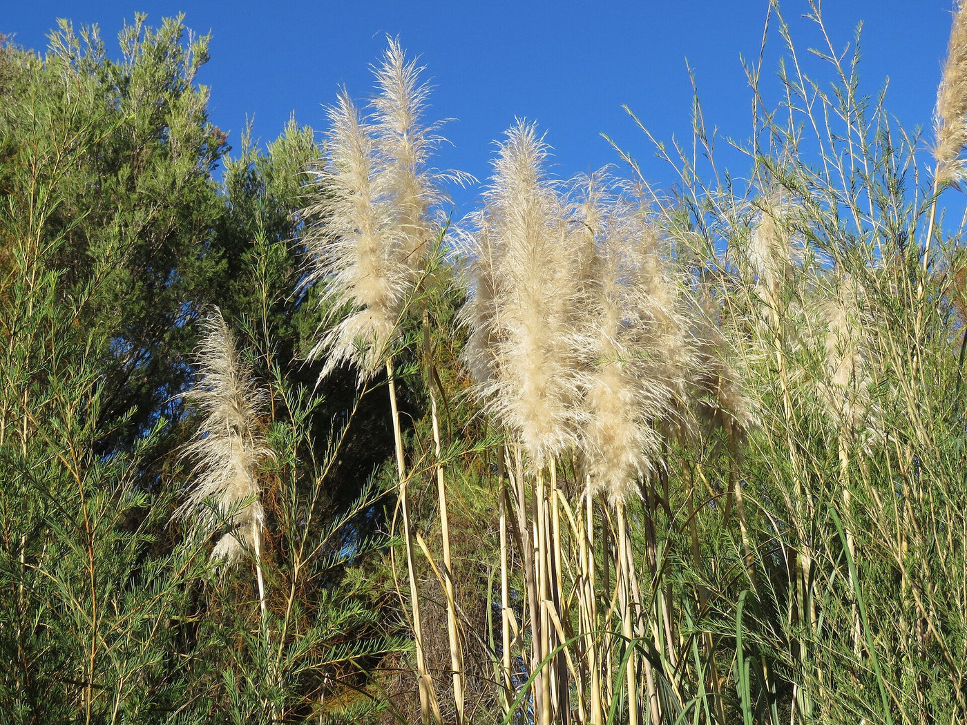 Pampas Grass, Cortaderia selloana, Cortaderia jubata - GWS