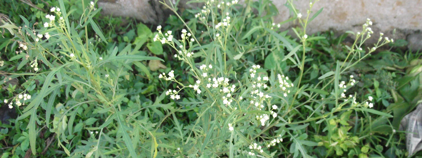 Parthenium Weed, Parthenium hysterophorus - Greenway Weed Solutions