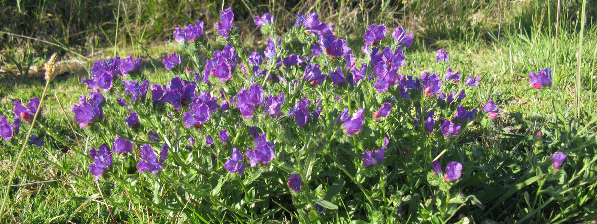 Patterson's Curse, Echium plantagineum - Greenway Weed Solutions