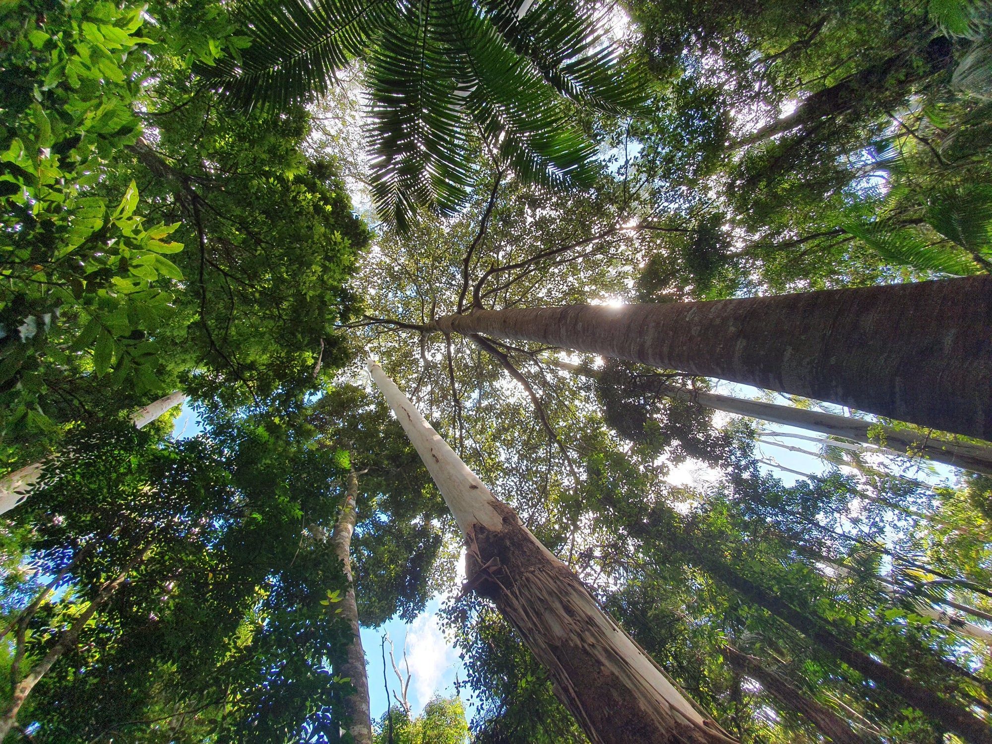 Restoring the Balance: Understanding & Defining Ecosystem Restoration