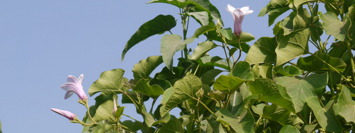 Rubber Vine, Cryptostegia grandiflora - Greenway Weed Solutions