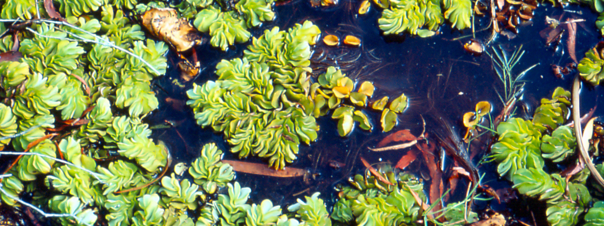 Salvinia species, Salvinia molesta - Greenway Weed Solutions