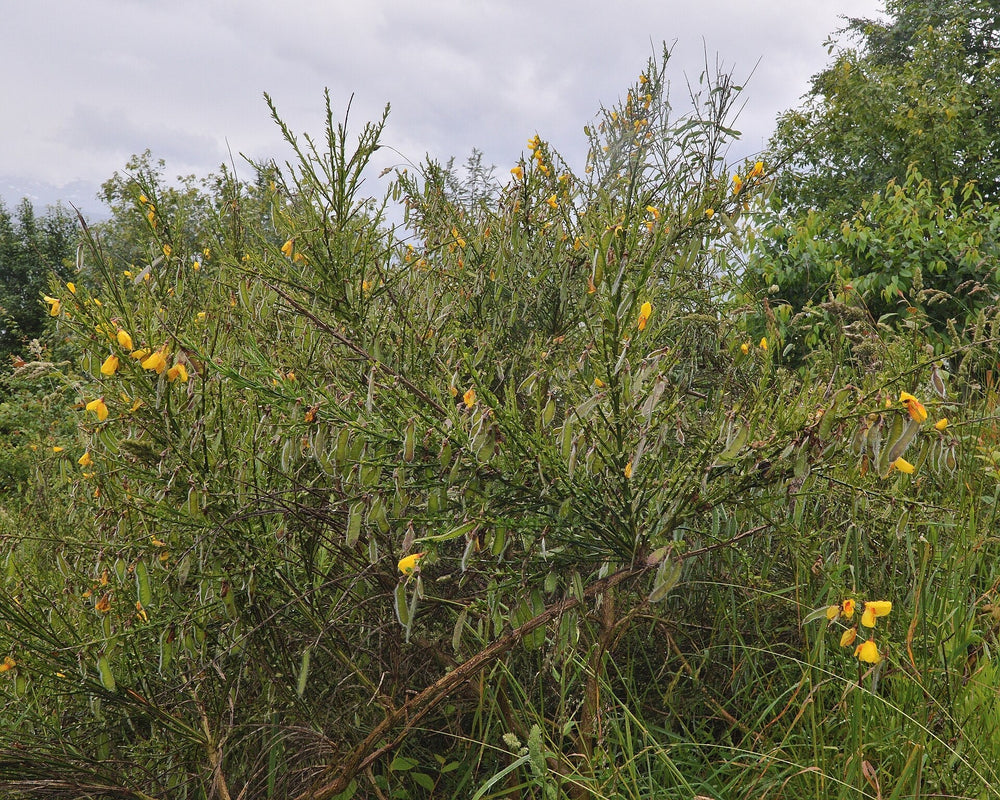 Scotch Broom, Cytisus scoparius - Greenway Weed Solutions