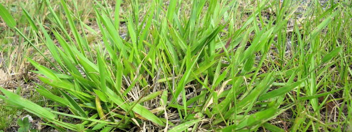 Signal Grass, Urochloa decumbens - Greenway Weed Solutions
