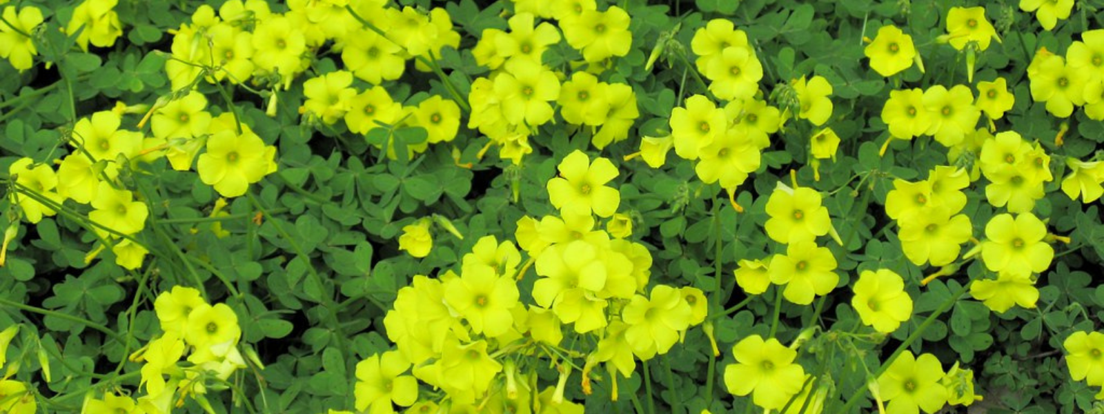 Soursob, Oxalis pes-caprae - Greenway Weed Solutions