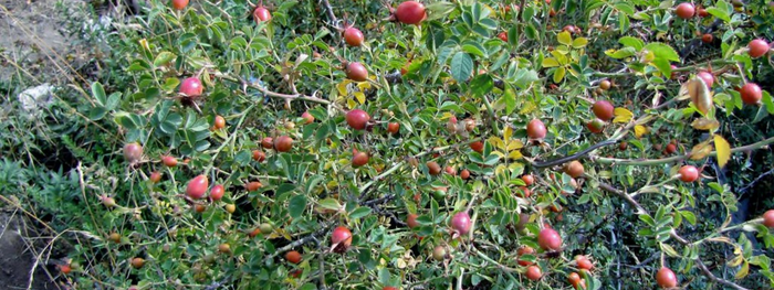 Sweet Briar, Rosa rubiginosa - Greenway Weed Solutions