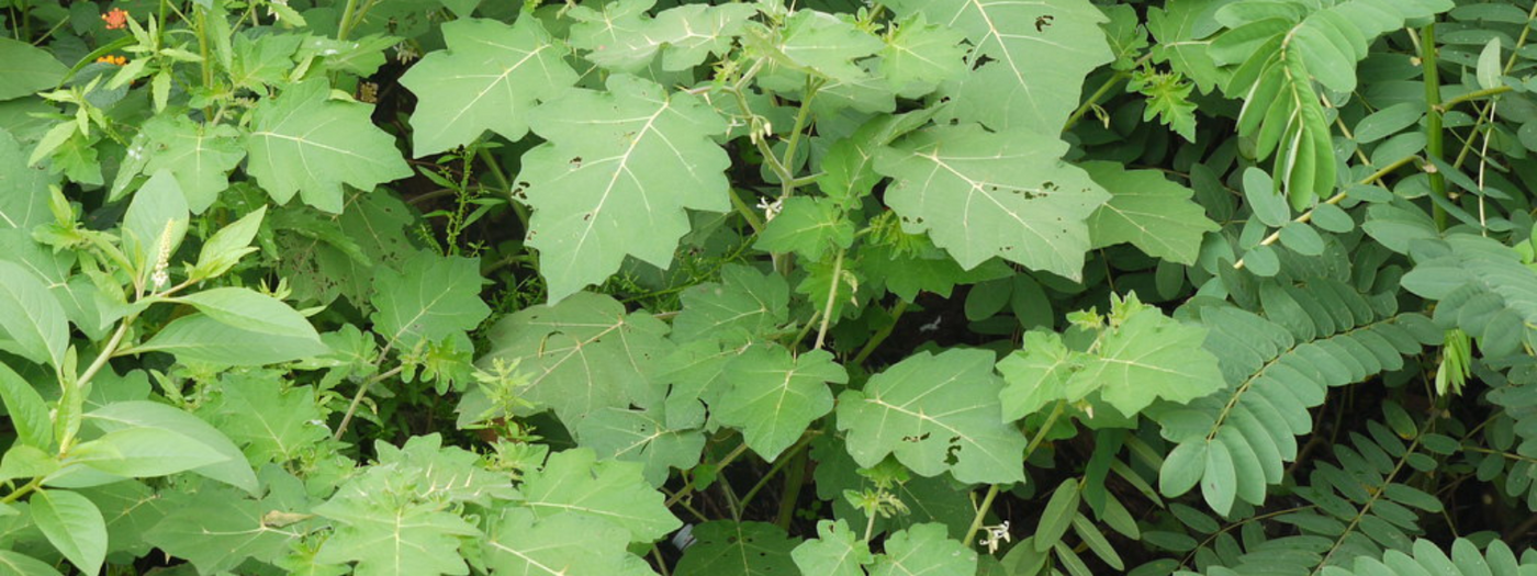 Tropical Soda Apple, Solanum viarum - Greenway Weed Solutions