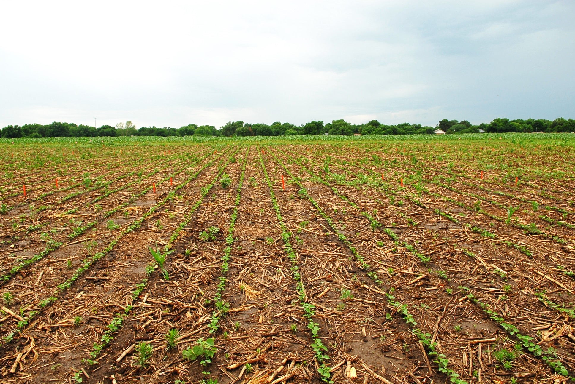 Understanding KOC Values: How it Influences Herbicide Movement