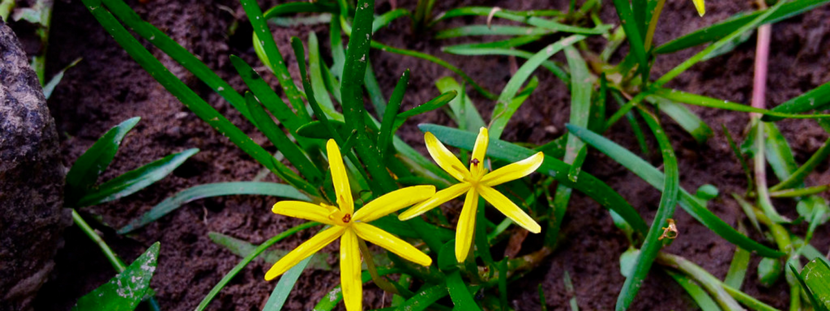 Water Stargrass, Heteranthera dubia - Greenway Weed Solutions