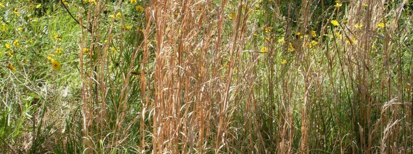 Whiskey Grass, Andropogon spp. - Greenway Weed Solutions