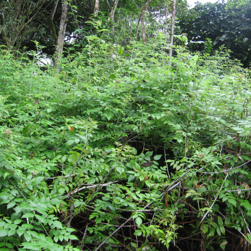 Greenway Weed Solutions - Products and Advice for Weed management